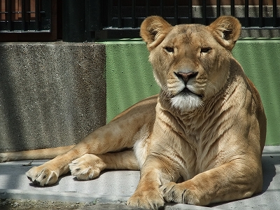 ライオン